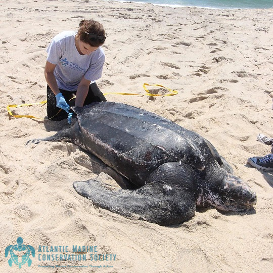 All About Necropsies — Atlantic Marine Conservation Society