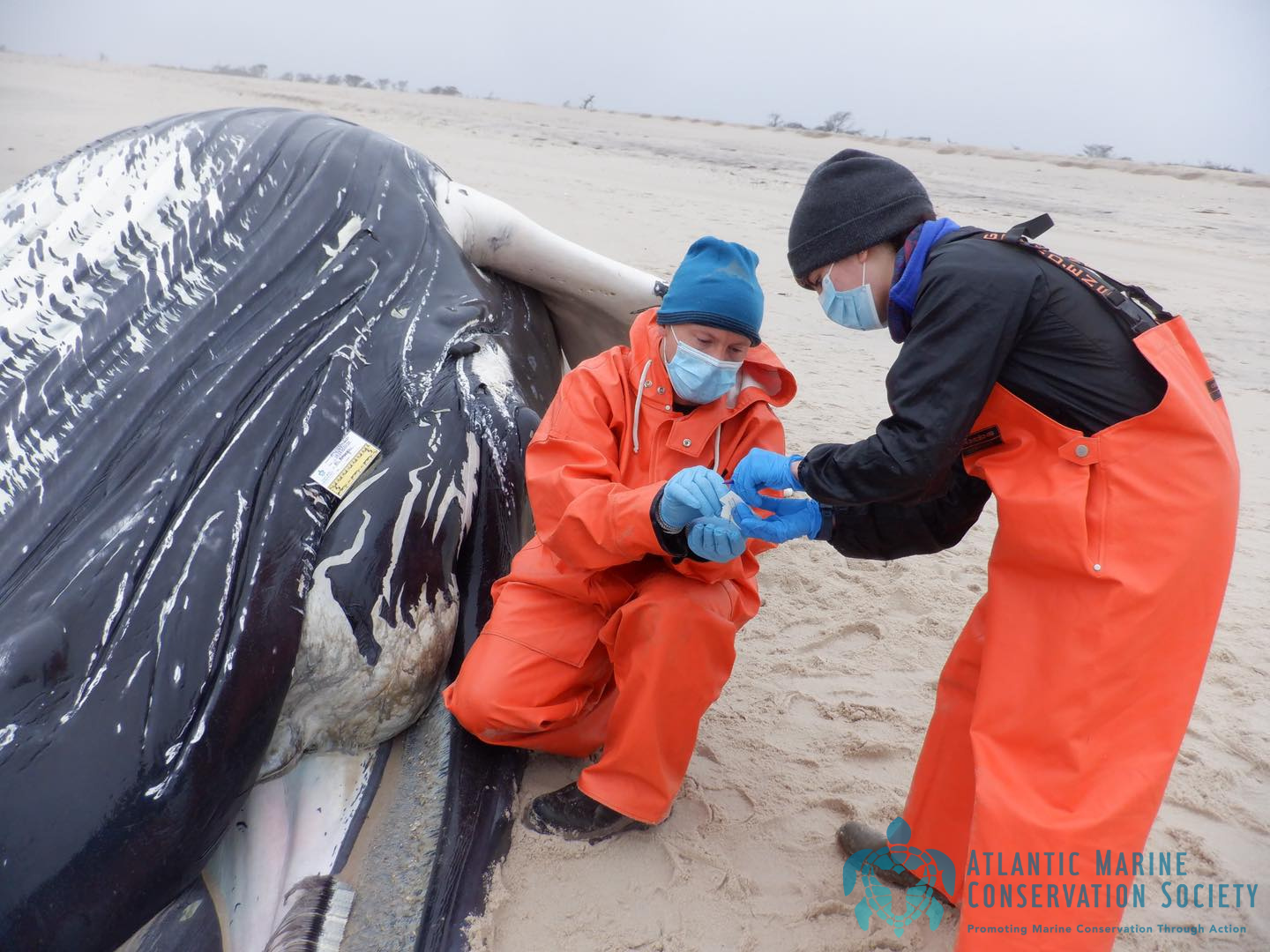 All About Necropsies — Atlantic Marine Conservation Society