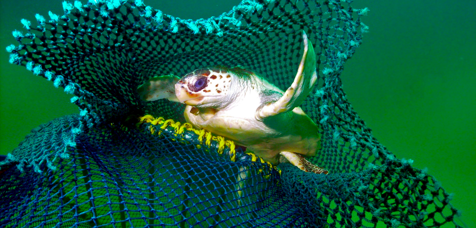 Turtle Excluder Devices — Atlantic Marine Conservation Society