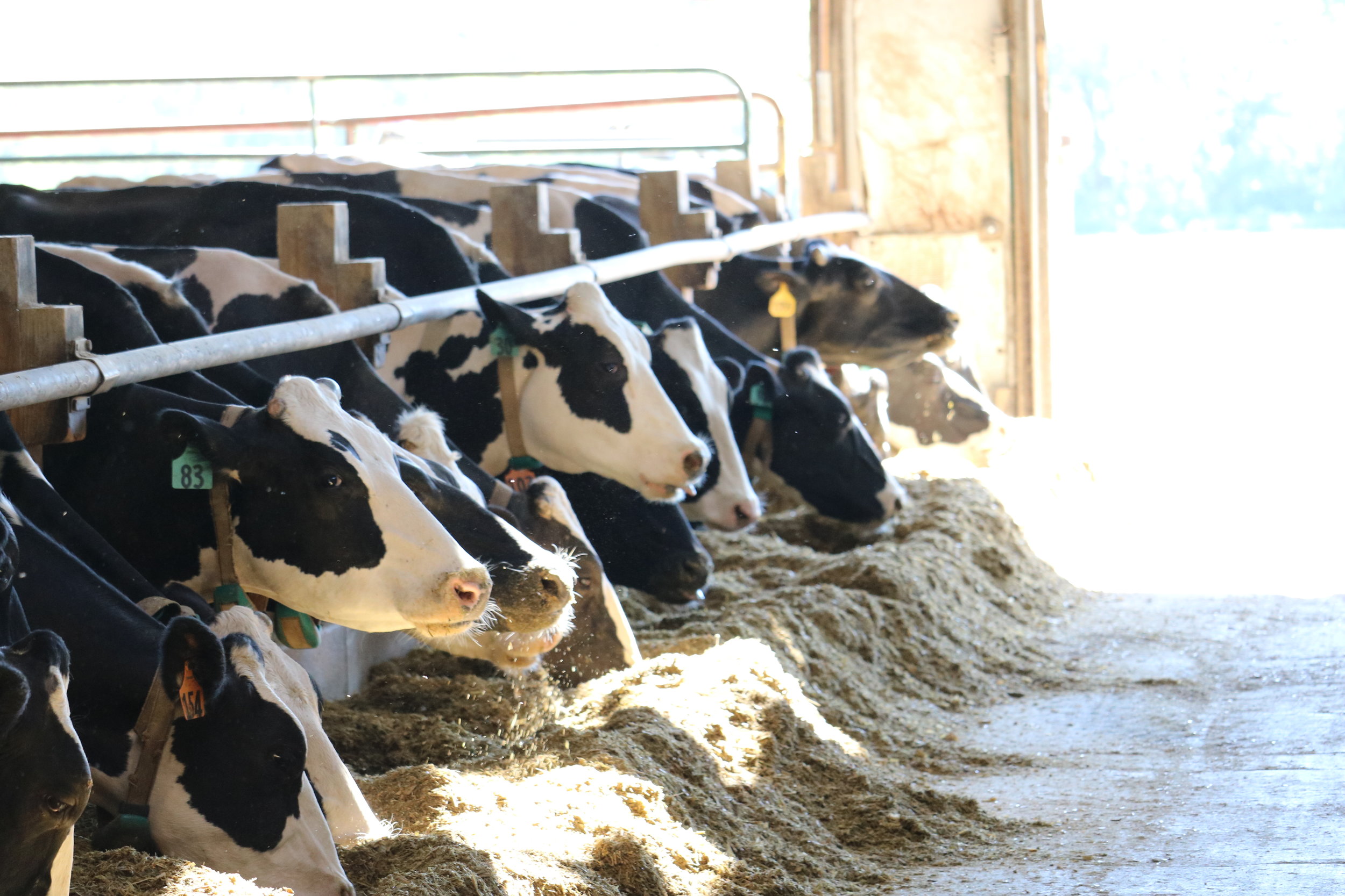 Step 5. Feeding | Silage Advice & Tips | Cut to Clamp — Cut to clamp