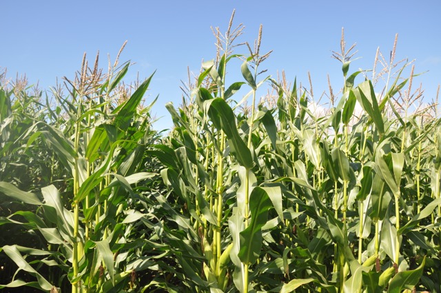 Five loss reducing steps for your maize harvest — Cut to clamp