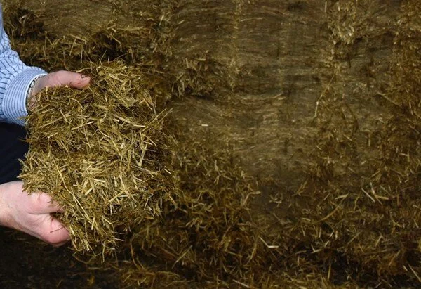 Prepare the ground for consistently better silage — Cut to clamp
