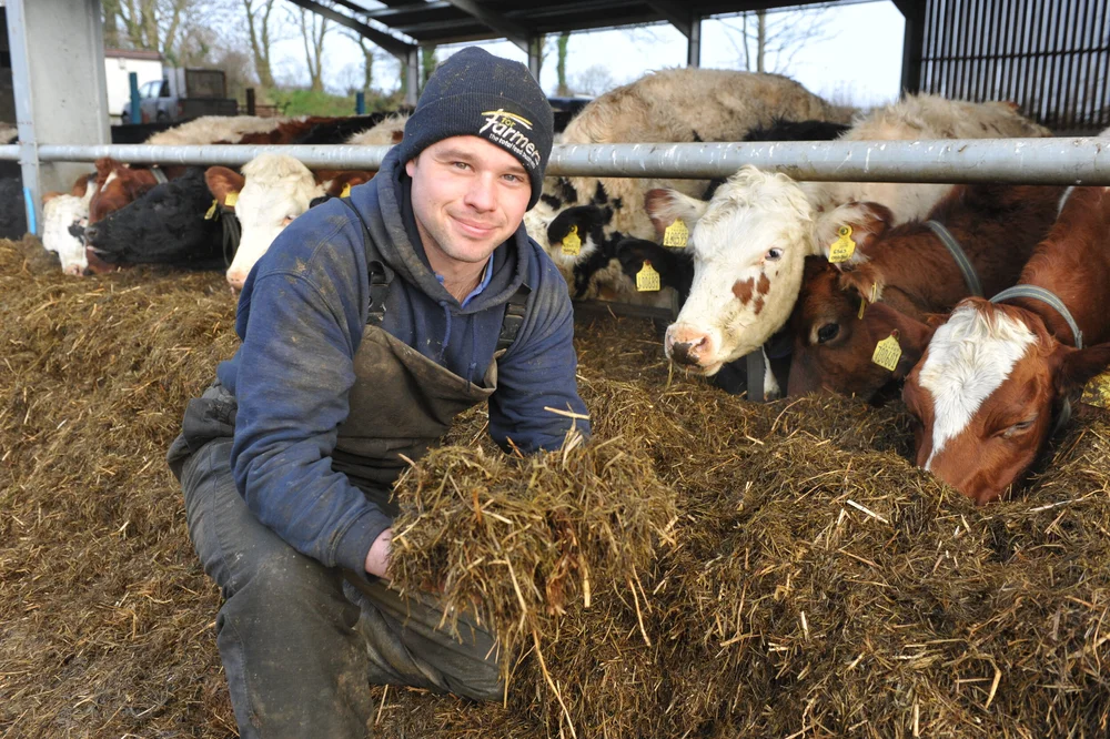 Silage additive helps to drive forage intakes — Cut to clamp