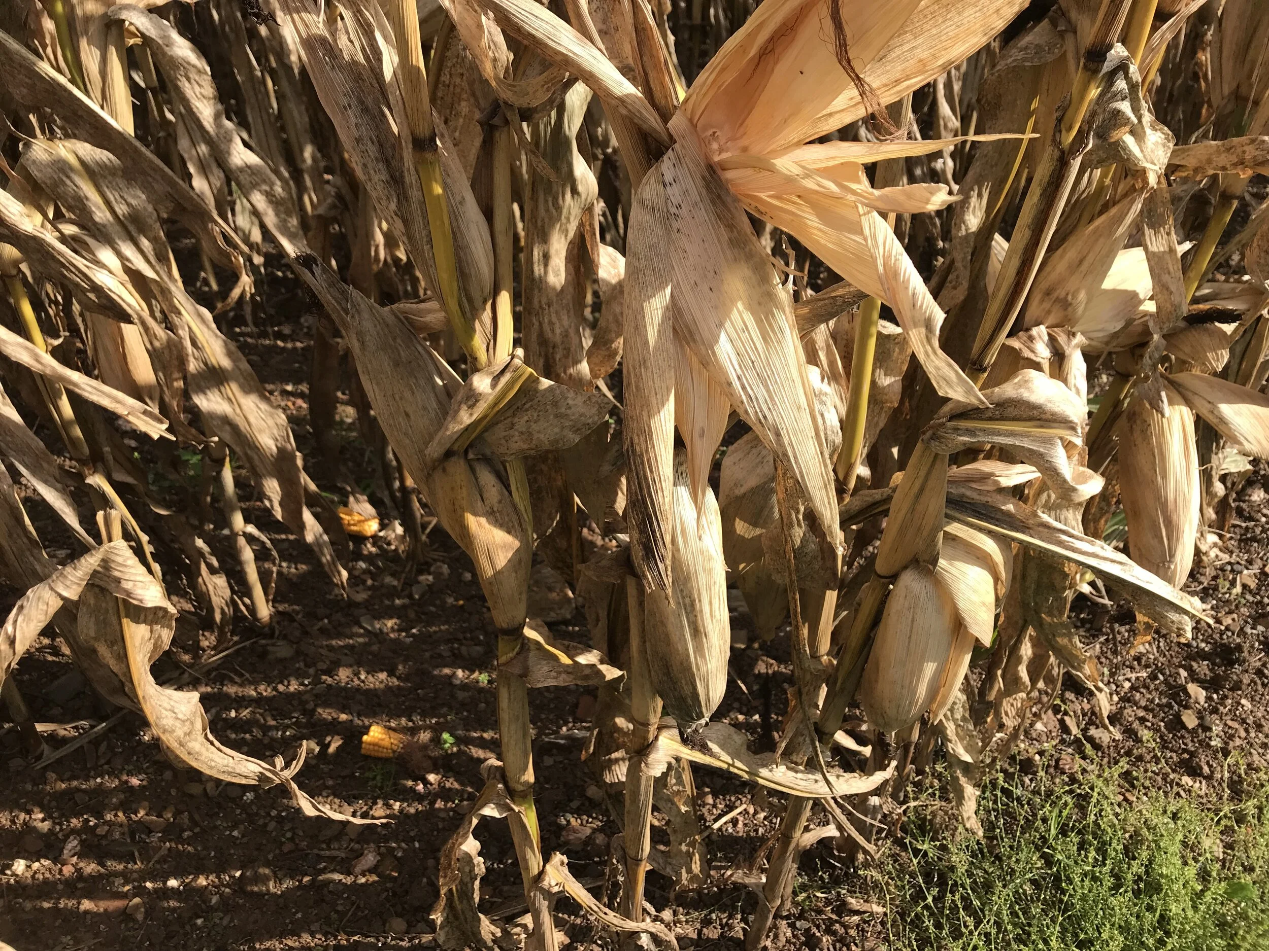 Beating bad bugs in maize silage — Cut to clamp