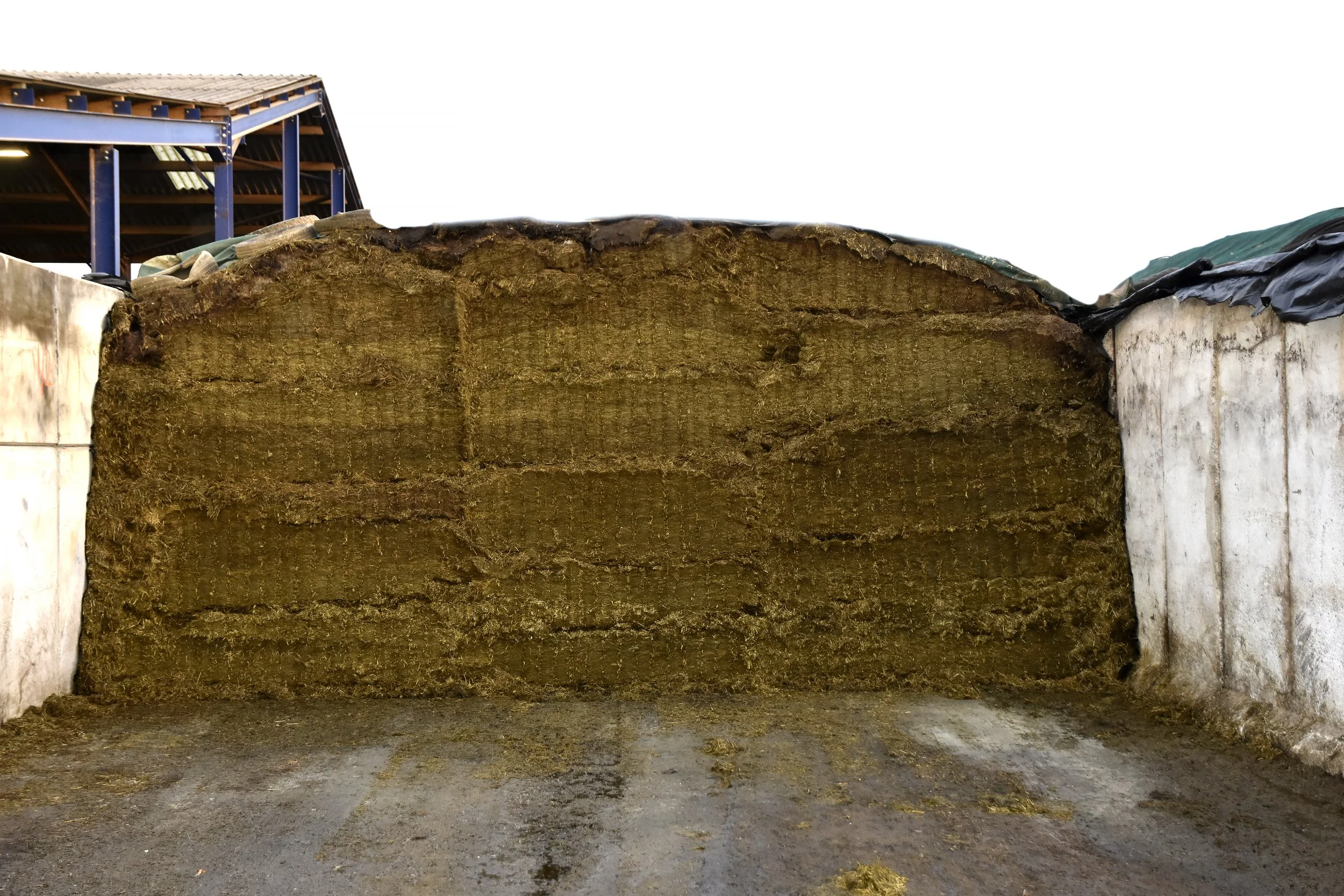 Forage quality and consistency key to feed efficiency — Cut to clamp