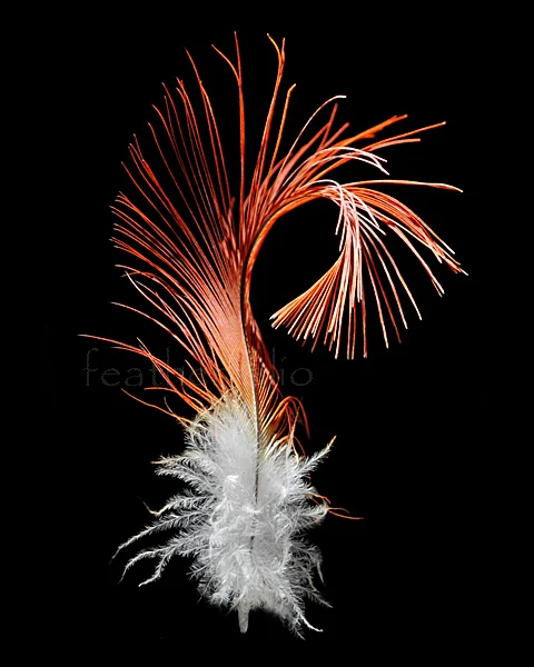 Guide to Legal and Illegal Feathers in the USA (updated) — Featherfolio