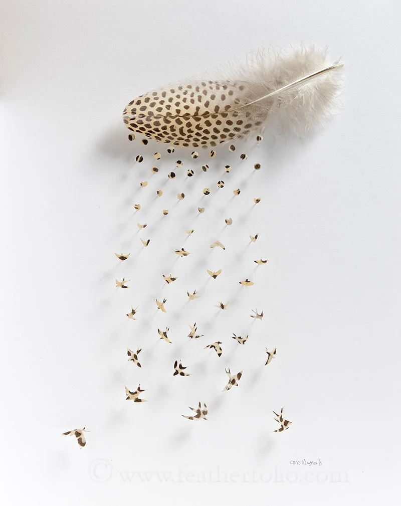 Feather Patterns: Inspiration — Featherfolio