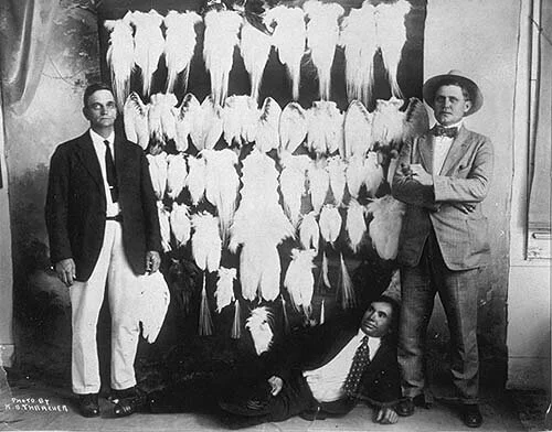 Why Birds Are Protected: A History of Fashion 100 Years Ago — Featherfolio