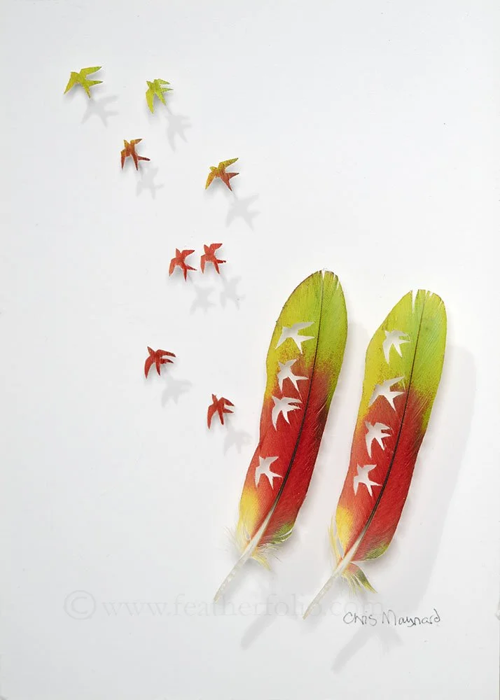 Shadow Boxes — Featherfolio