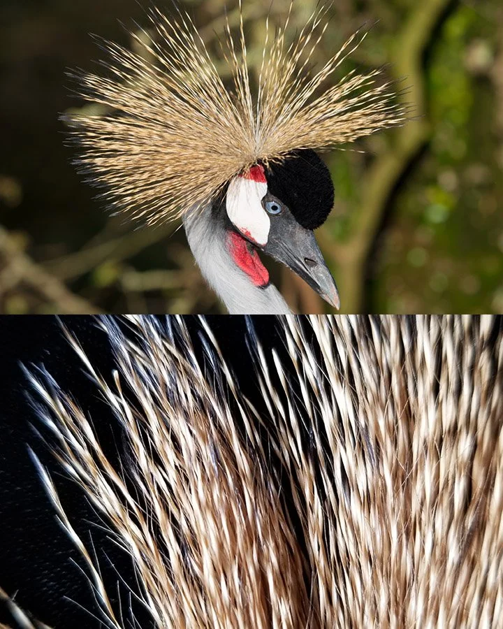 A Most Unusual Feather — Featherfolio