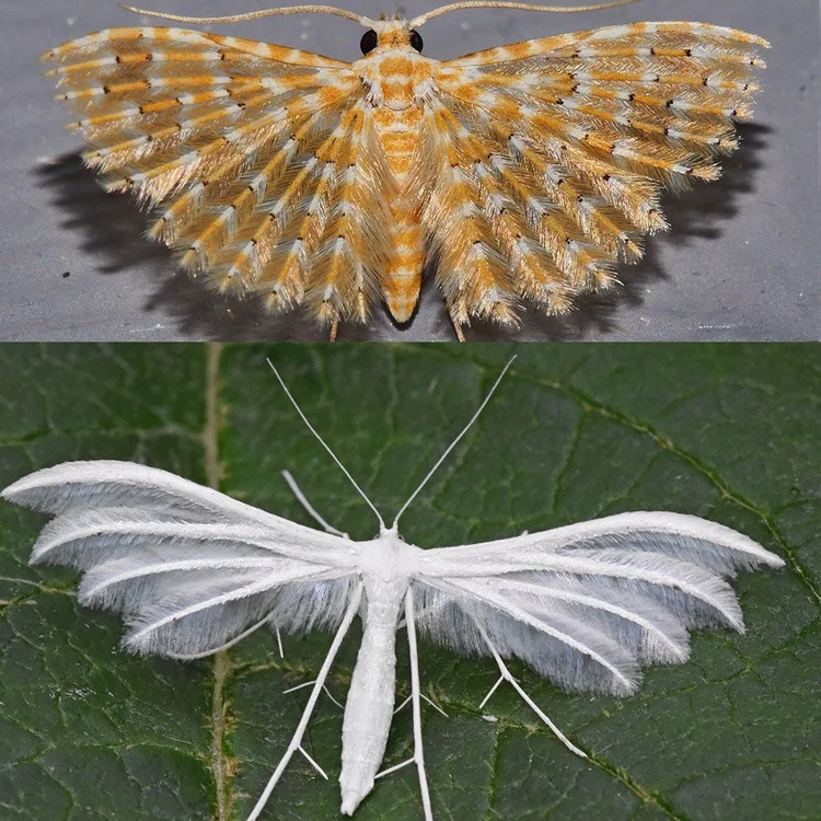 A Moth with "Feathers" for Wings. — Featherfolio