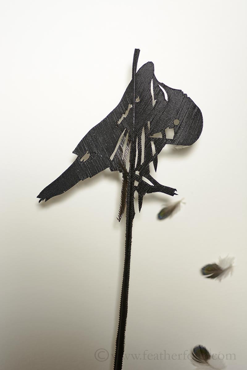 Blog — Featherfolio