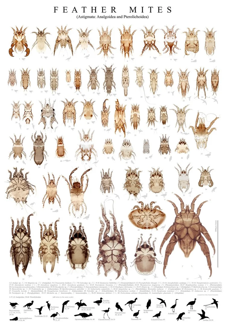 Pterosphere (ecosystem of feathers) — Featherfolio