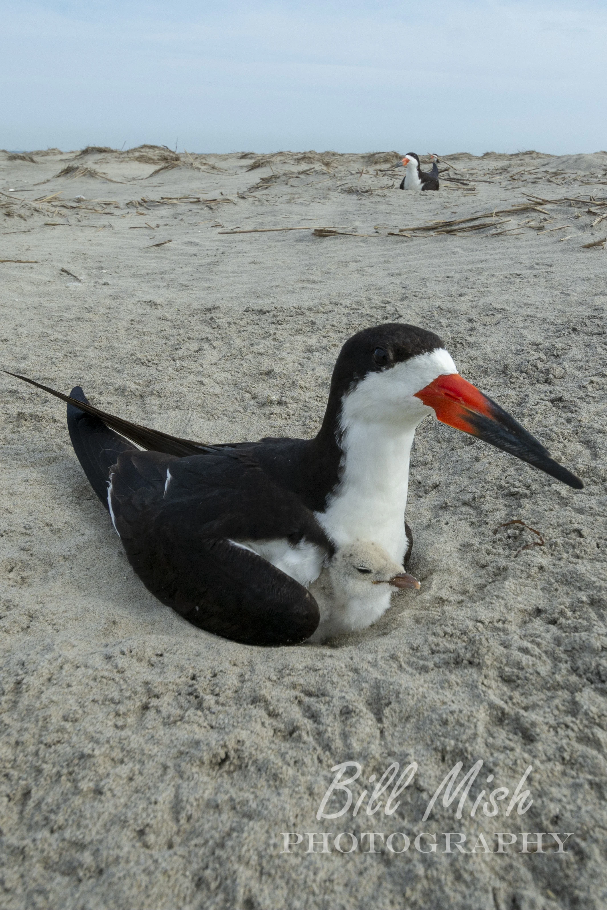 Portfolio — Bill Mish Photography