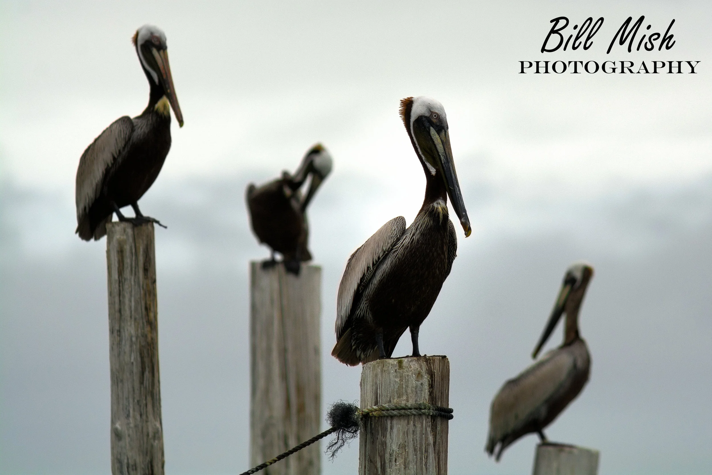 Portfolio — Bill Mish Photography