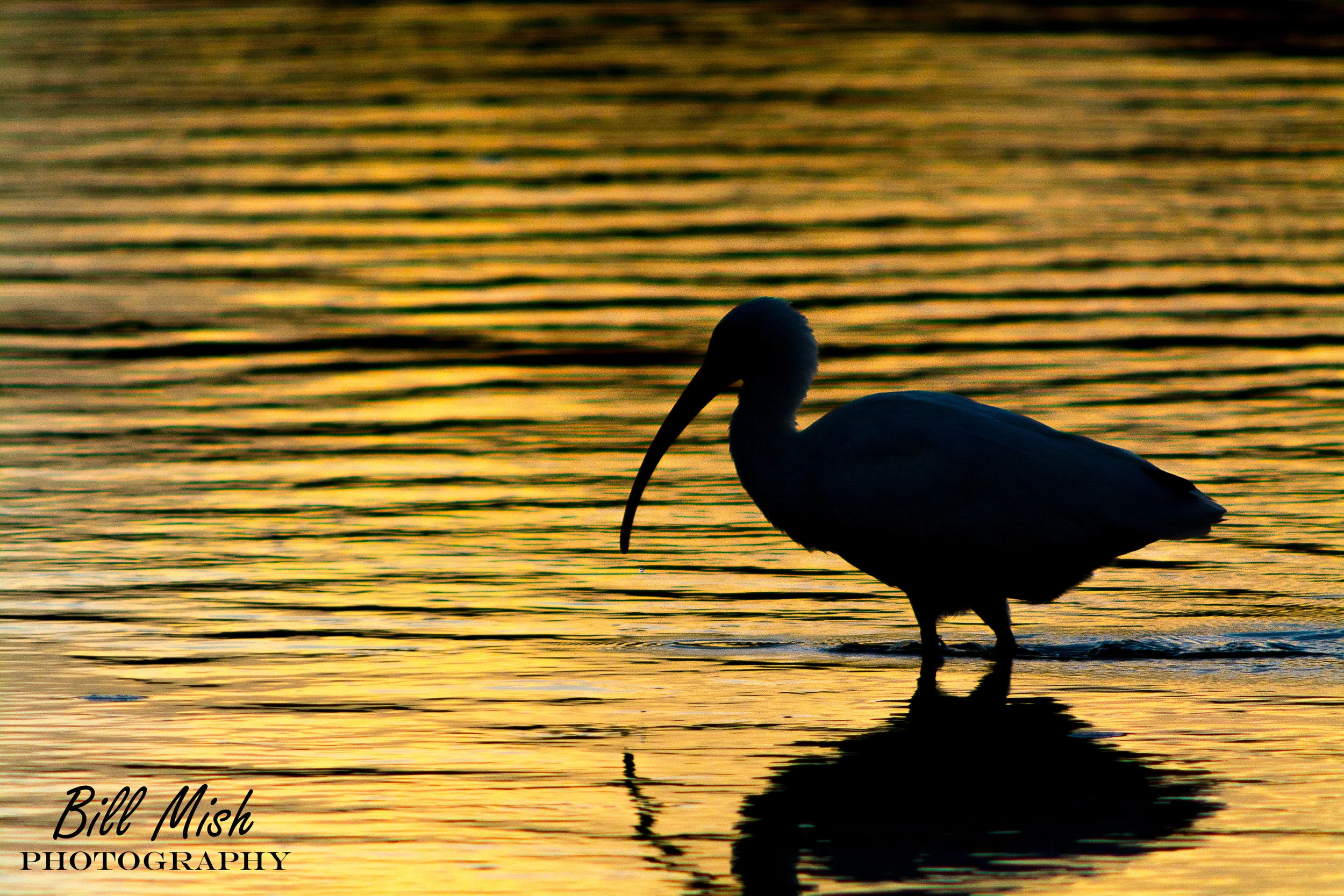 Portfolio — Bill Mish Photography