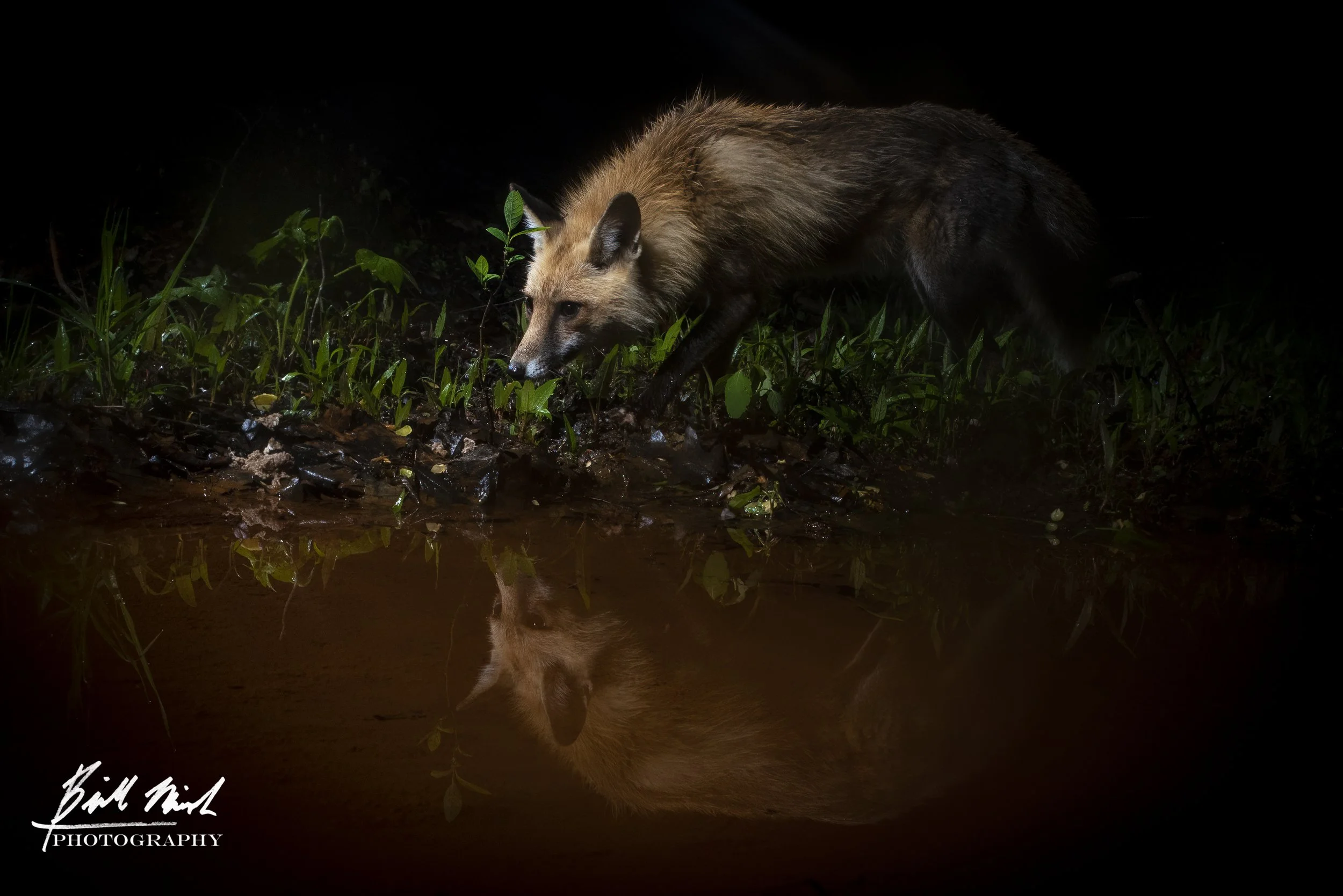 Portfolio — Bill Mish Photography