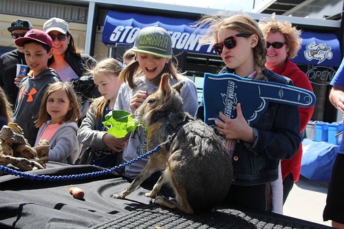 WILDLIFE EVENTS - WILDLIFE ENCOUNTERS