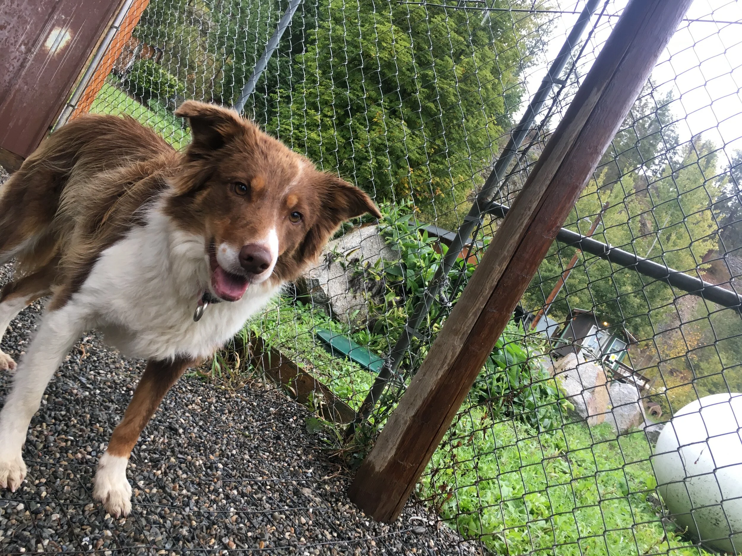 Resources — Colville Valley Animal Sanctuary