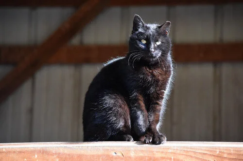 TNR & Barn Cats — Colville Valley Animal Sanctuary