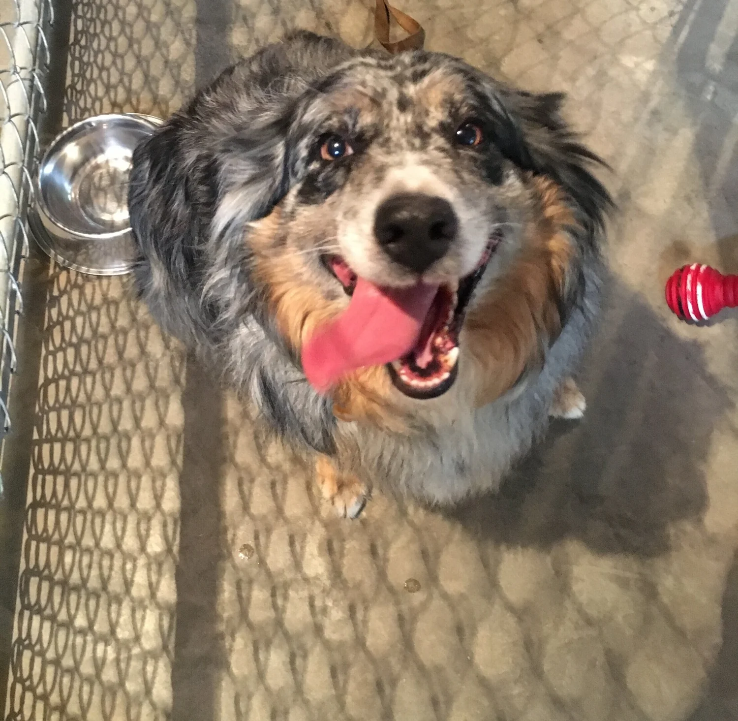 Donate — Colville Valley Animal Sanctuary