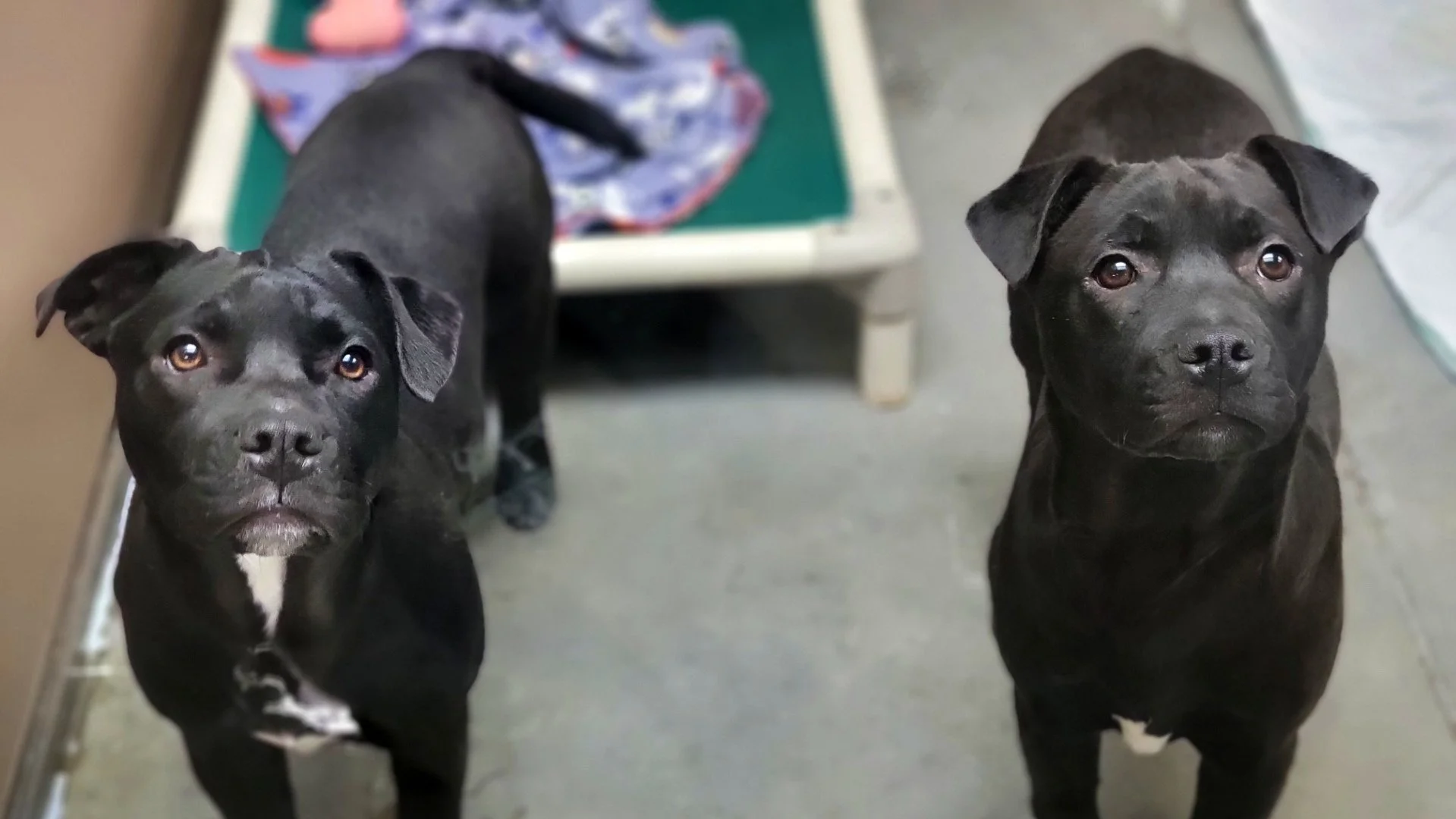 Adopt — Colville Valley Animal Sanctuary
