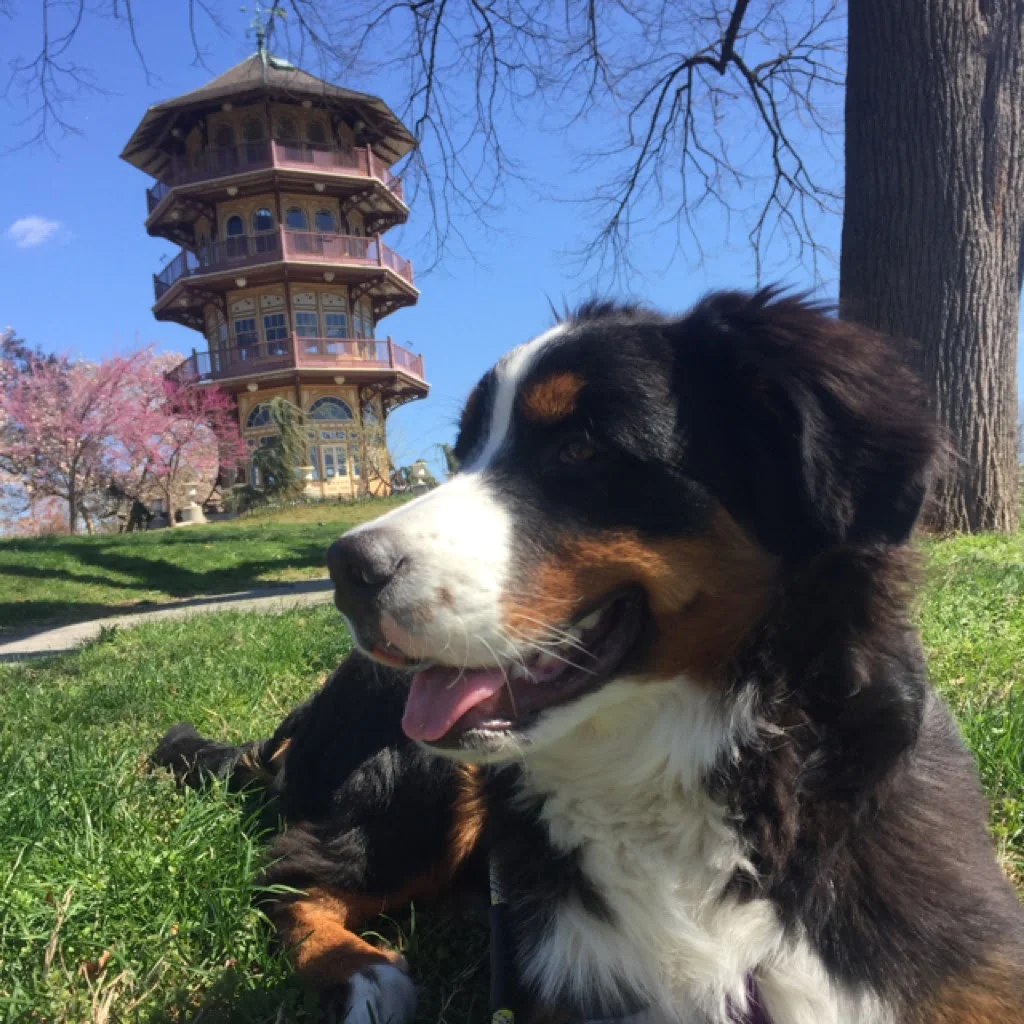 Park FAQ — Friends of Patterson Park
