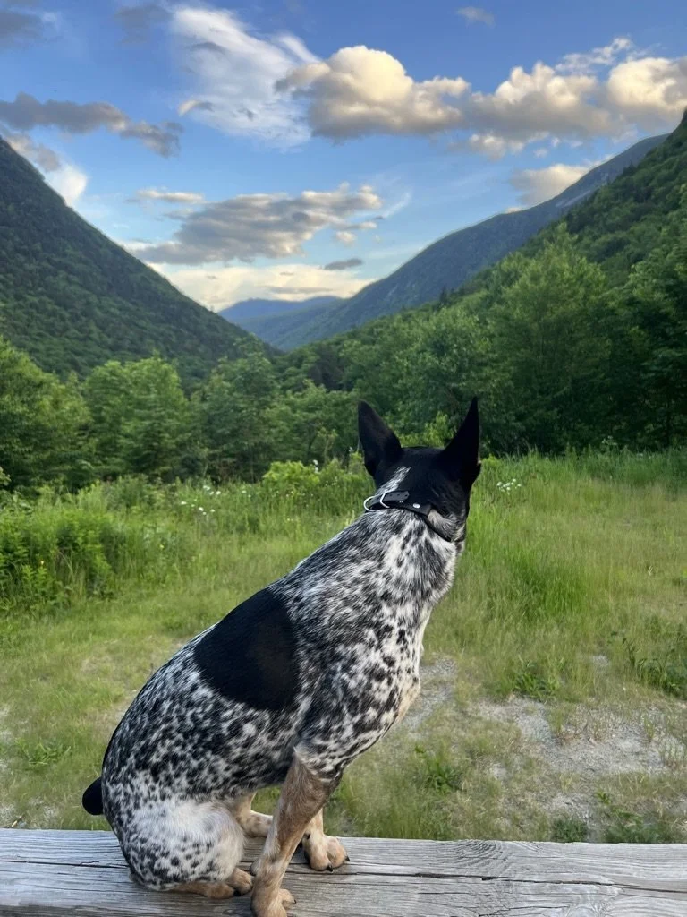 Pets — MMC Emergency medicine