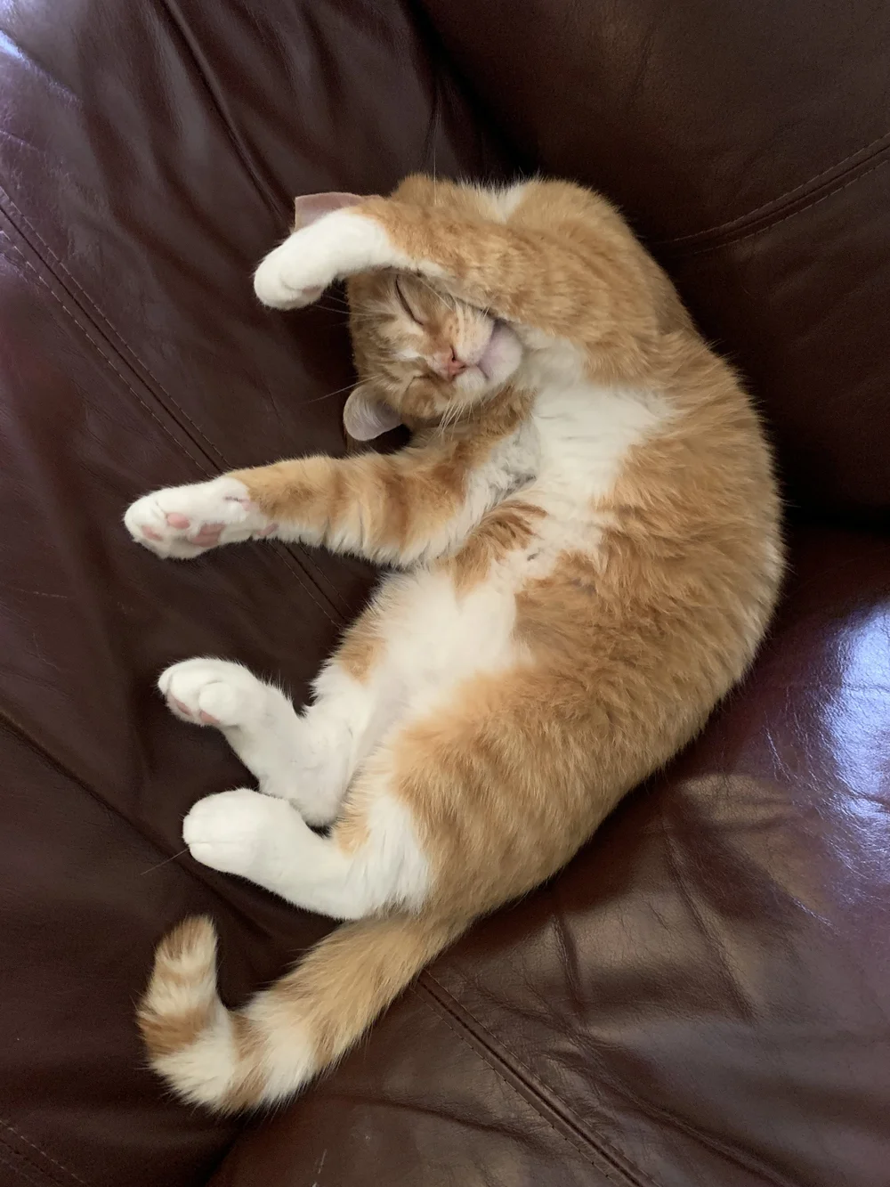 Pets — MMC Emergency medicine