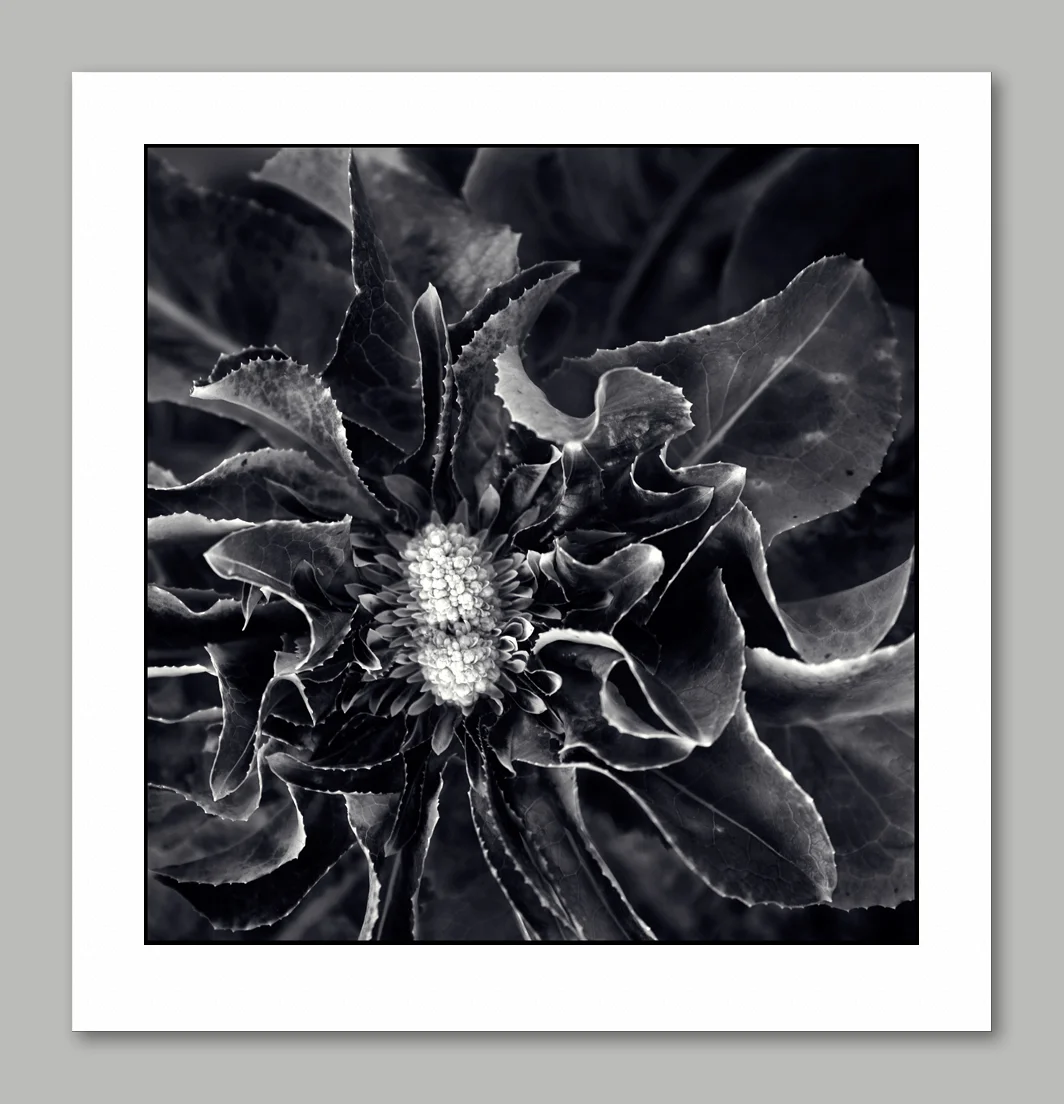 Flora & Fauna — James Mokler Photographs