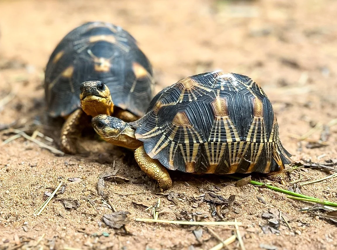 The Plight of a tortoise: Why Care? — Dr. Sharon Deem