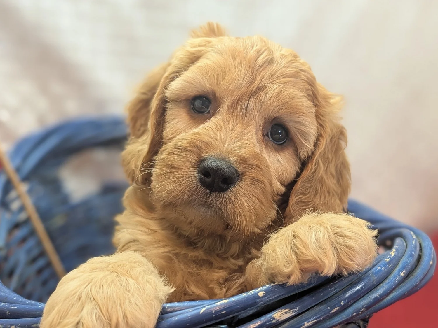 Cockapoo, Cavapoo, Mini Poodle Puppies for sale.