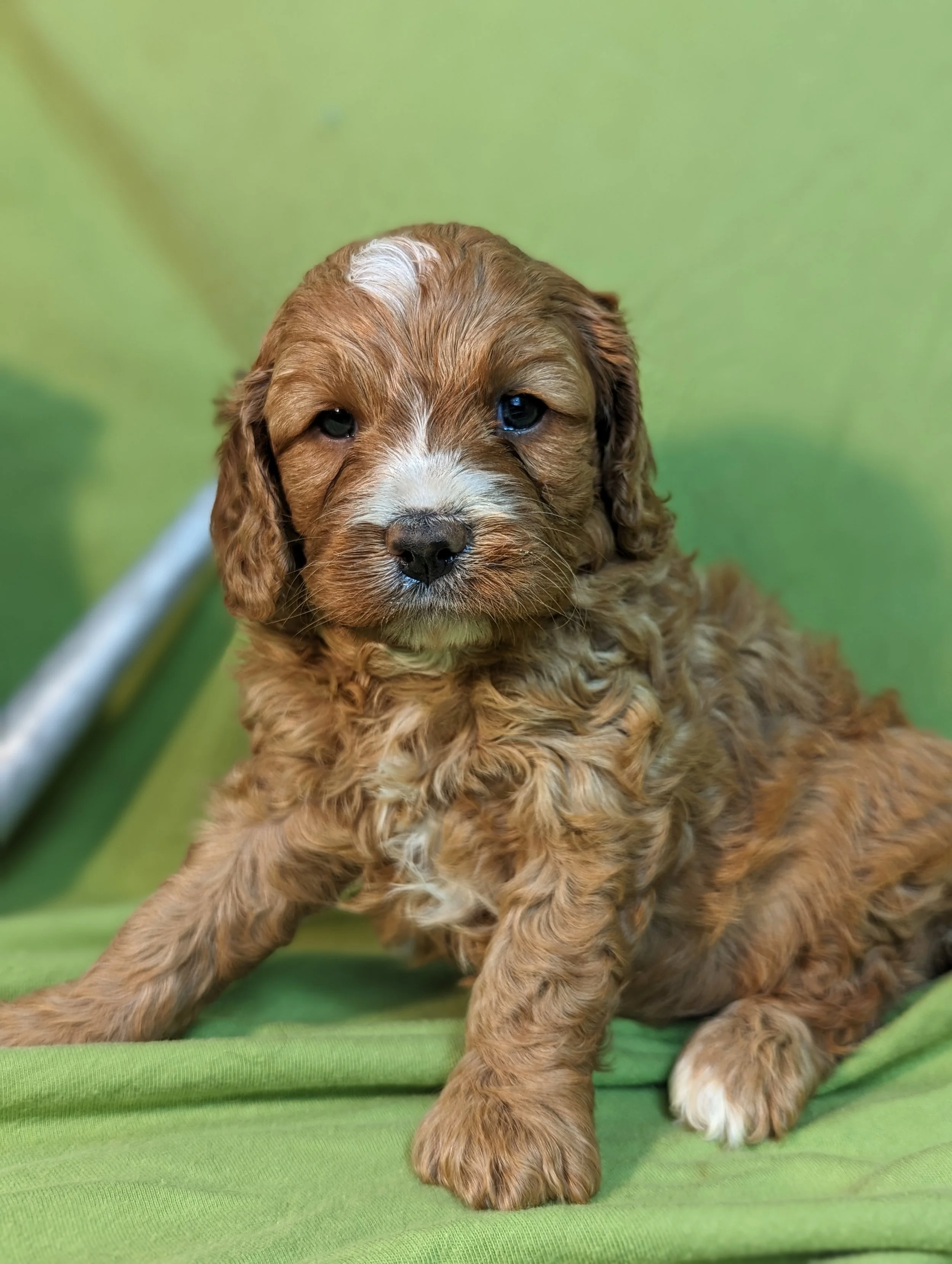 Cockapoo, Cavapoo, Mini Poodle Puppies for sale.