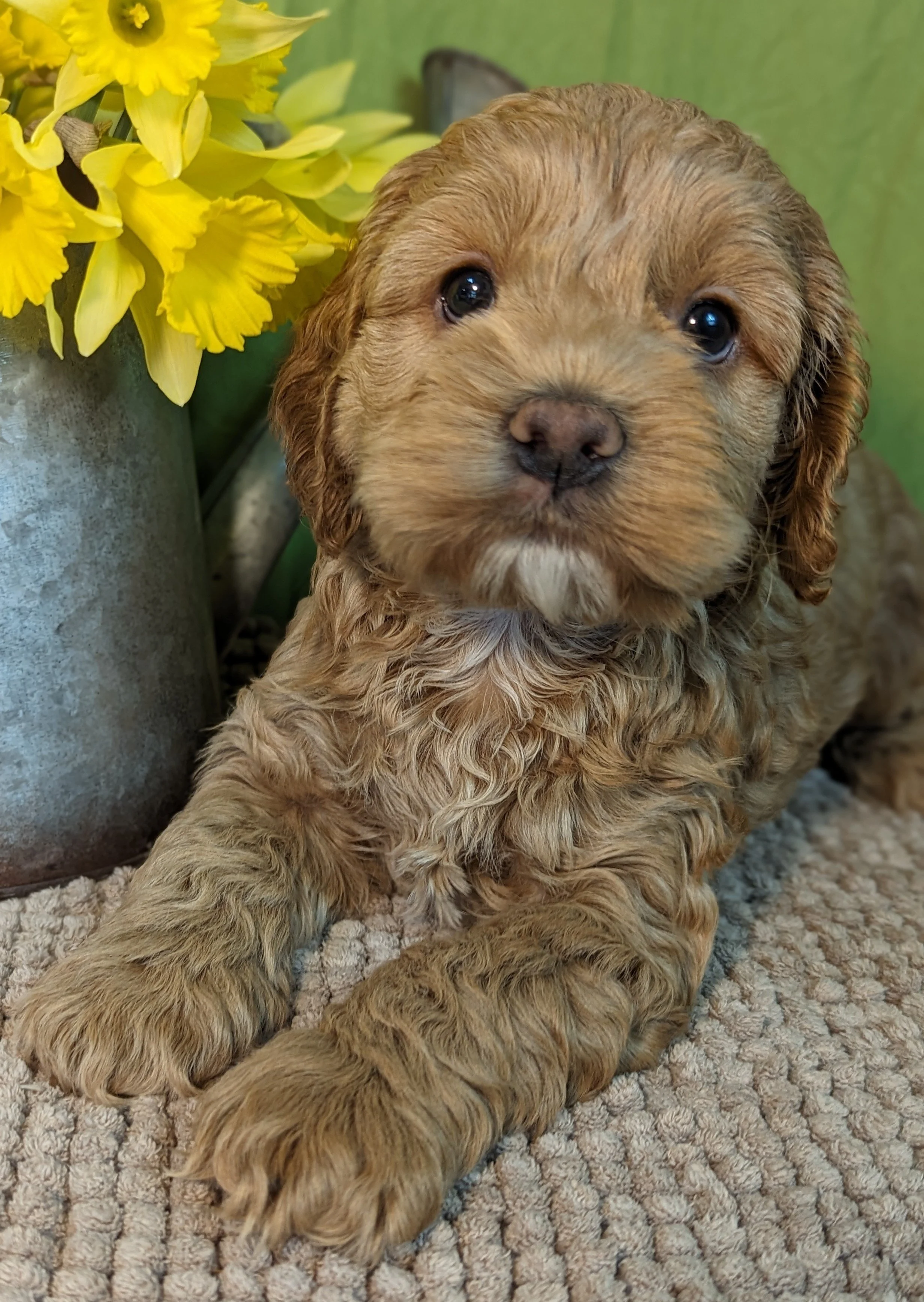 Cockapoo, Cavapoo, Mini Poodle Puppies for sale.