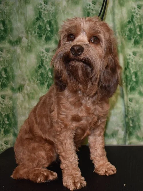 Cockapoo, Cavapoo, Mini Poodle Puppies for sale.