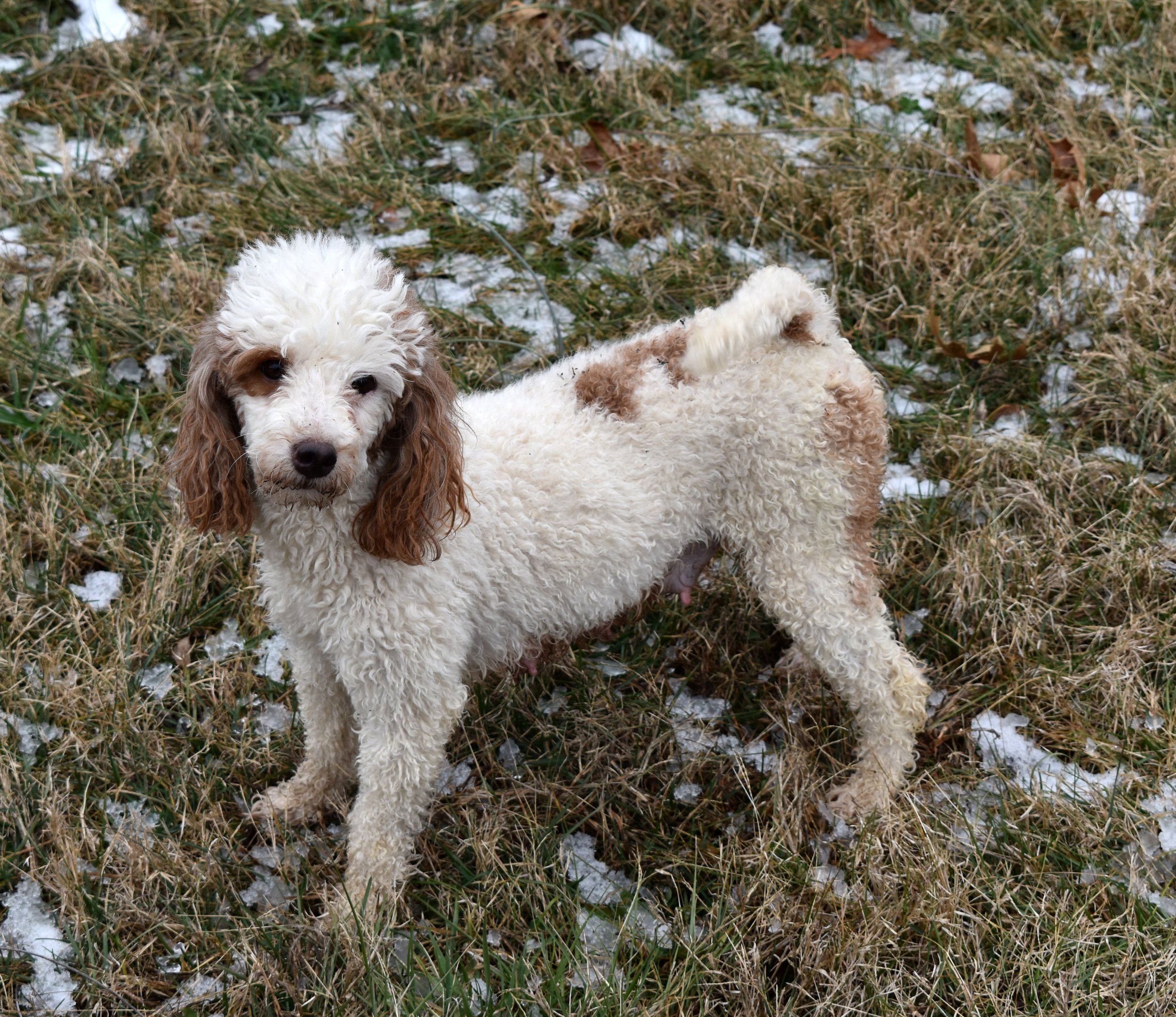 Cockapoo, Cavapoo, Mini Poodle Puppies for sale.