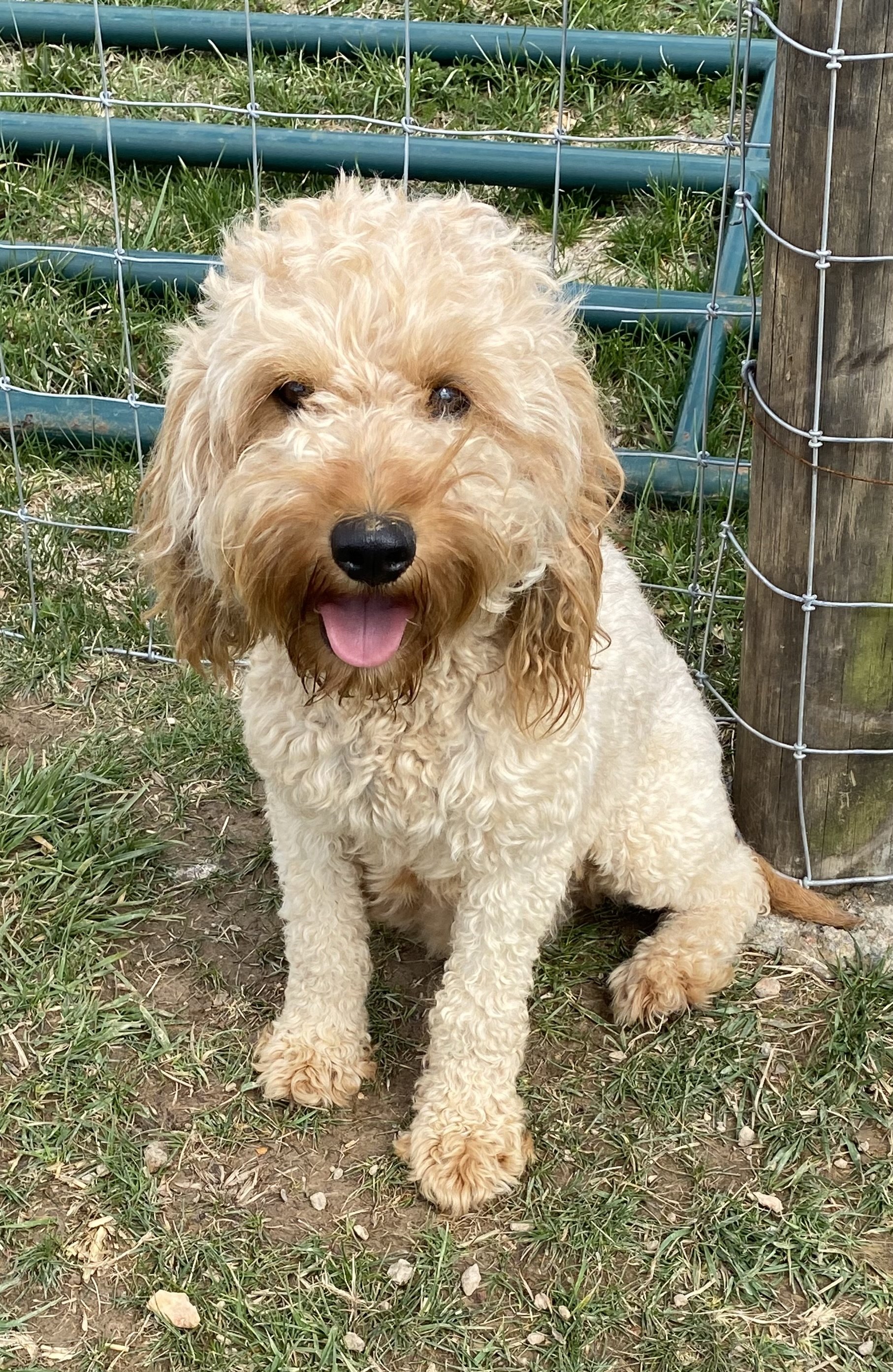 Cockapoo Adult