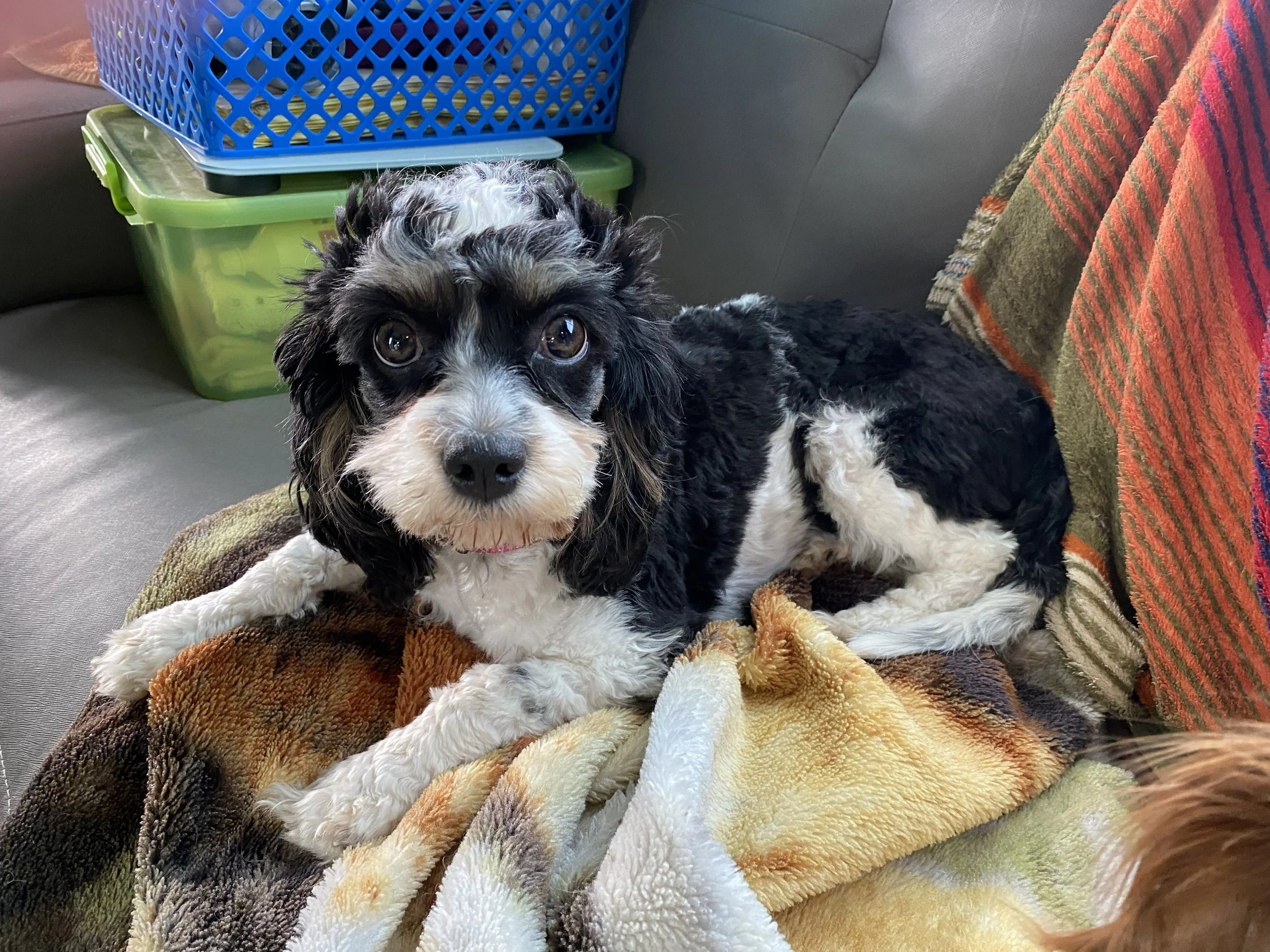 Cockapoo, Cavapoo, Mini Poodle Puppies for sale.