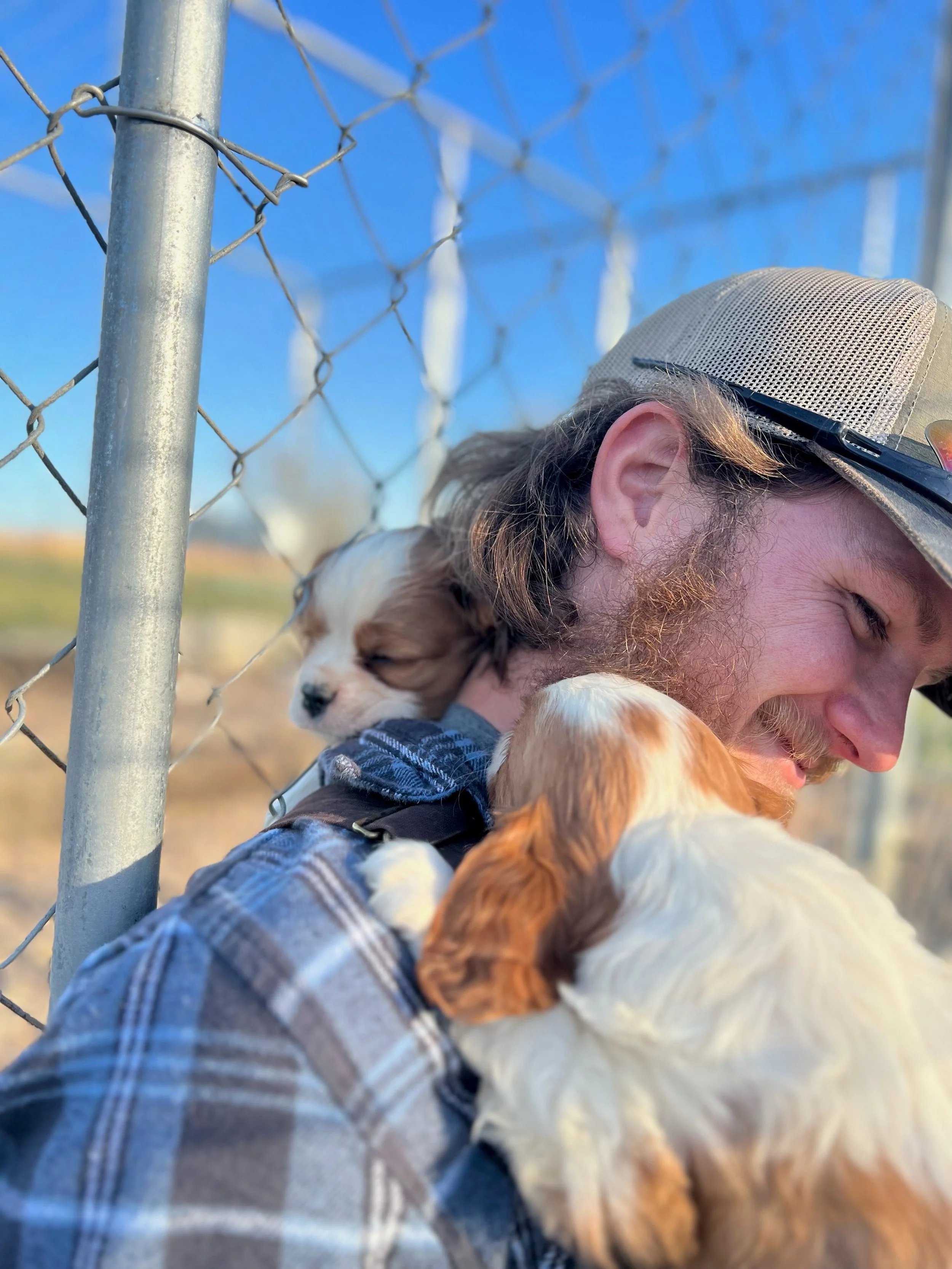 Cockapoo, Cavapoo, Mini Poodle Puppies for sale.