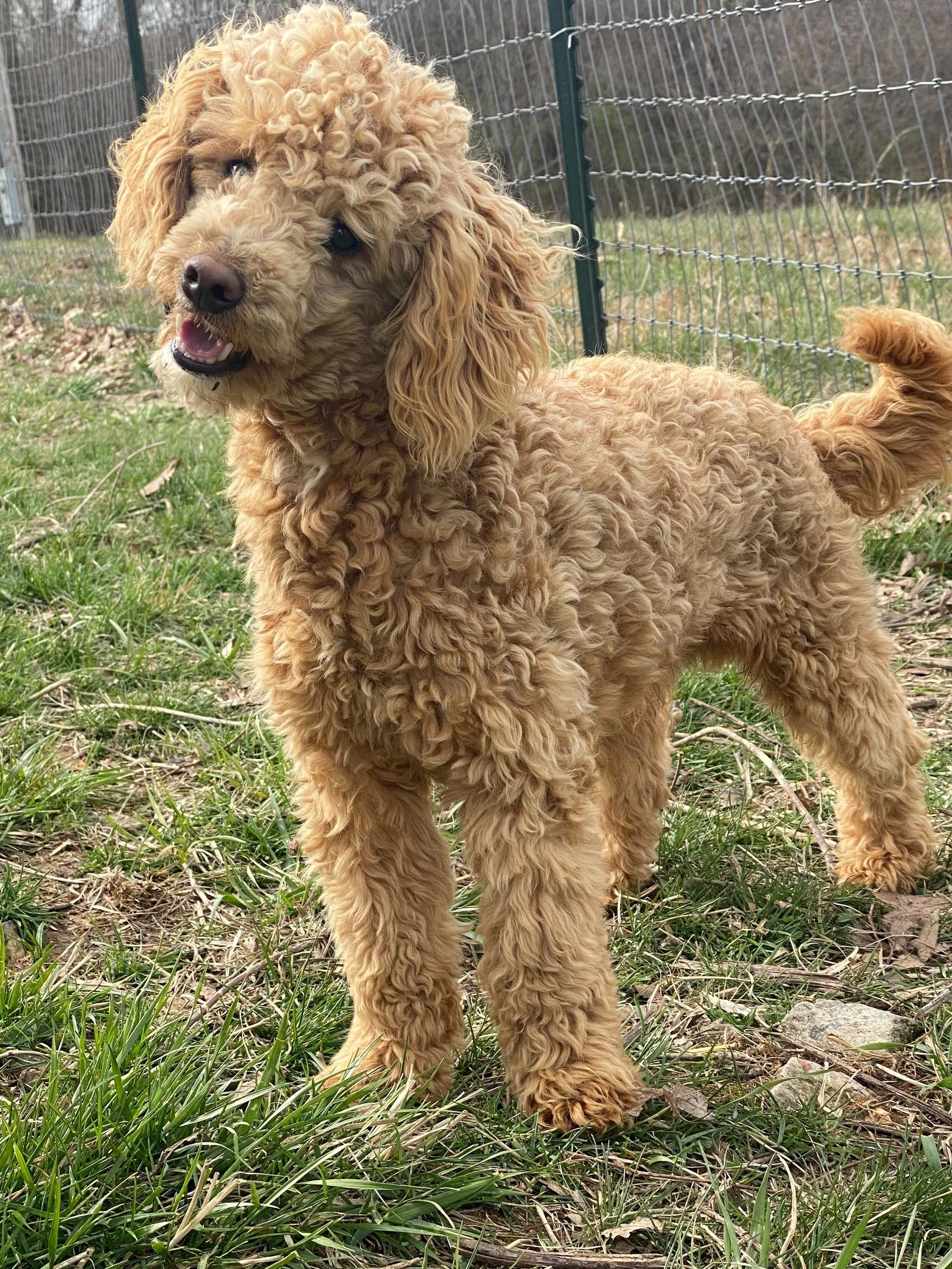 Cockapoo, Cavapoo, Mini Poodle Puppies for sale.