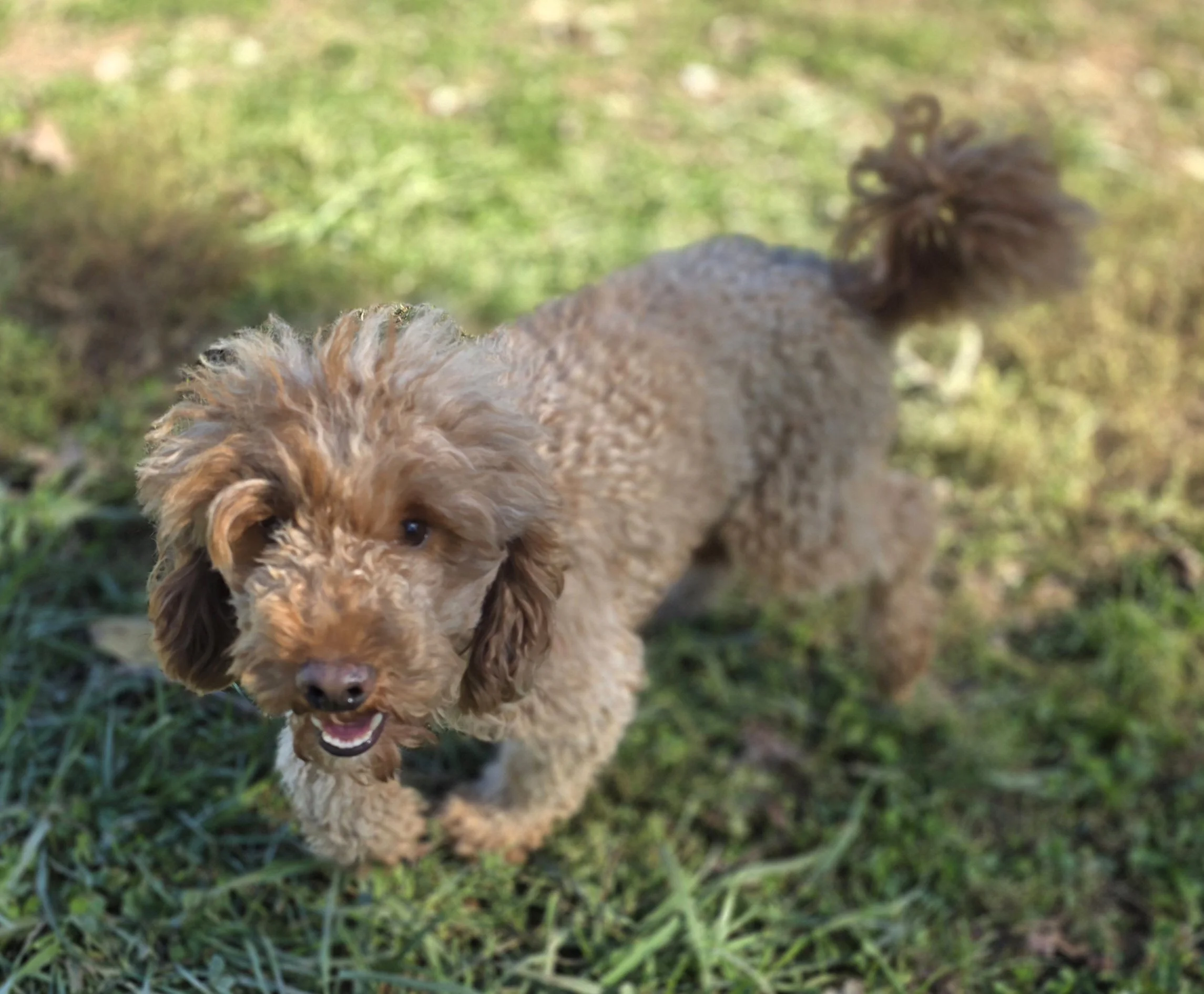 Cockapoo, Cavapoo, Mini Poodle Puppies for sale.