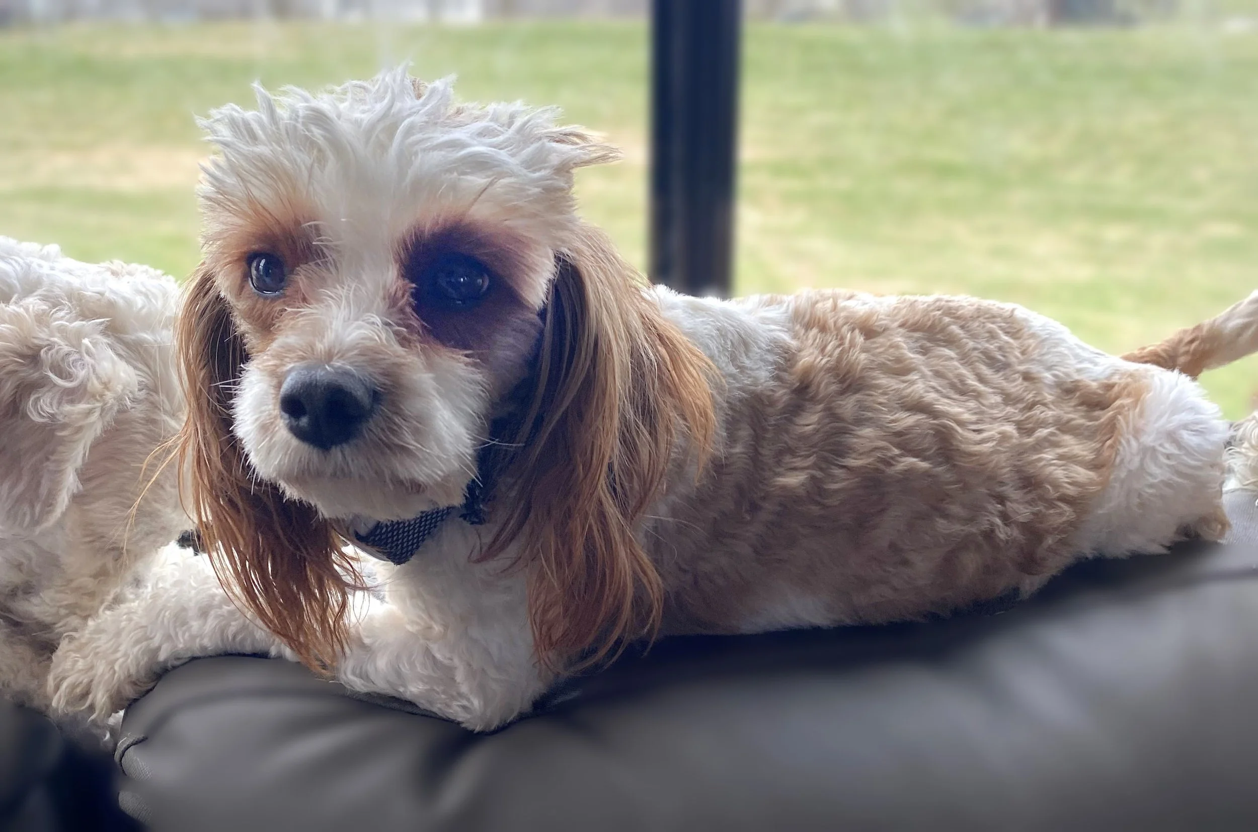 Cockapoo, Cavapoo, Mini Poodle Puppies for sale.