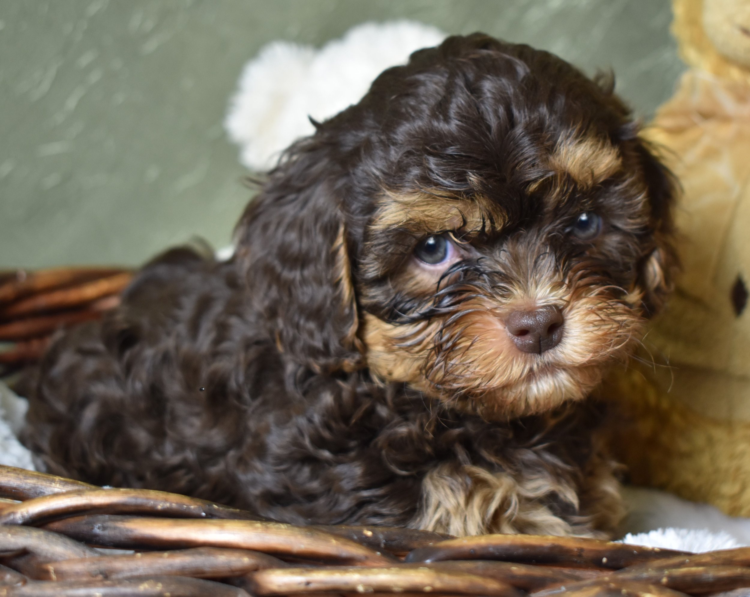 Cockapoo, Cavapoo, Mini Poodle Puppies for sale.