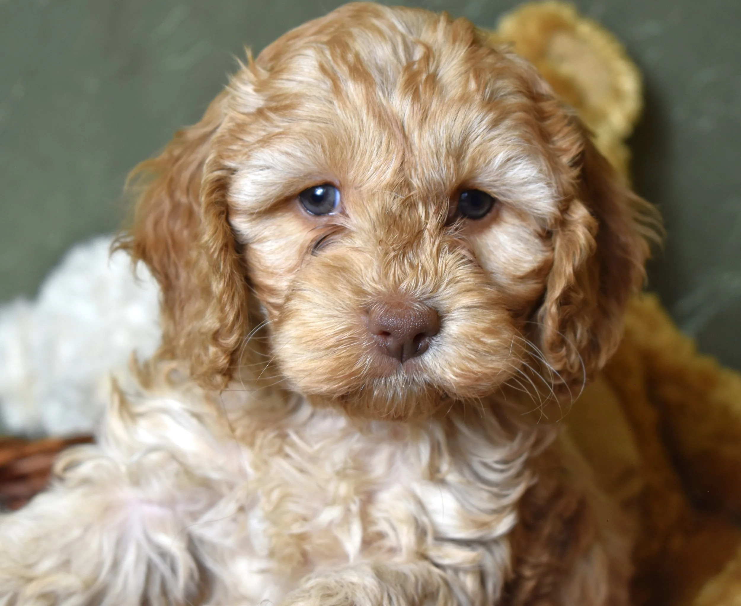 Cockapoo, Cavapoo, Mini Poodle Puppies for sale.
