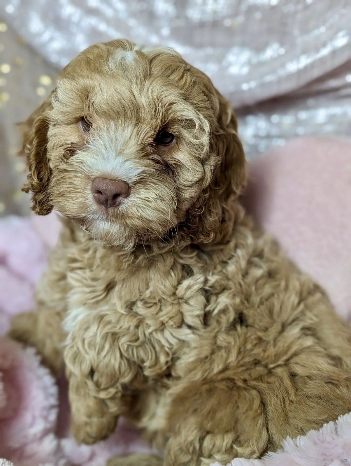 Cockapoo, Cavapoo, Mini Poodle Puppies for sale.