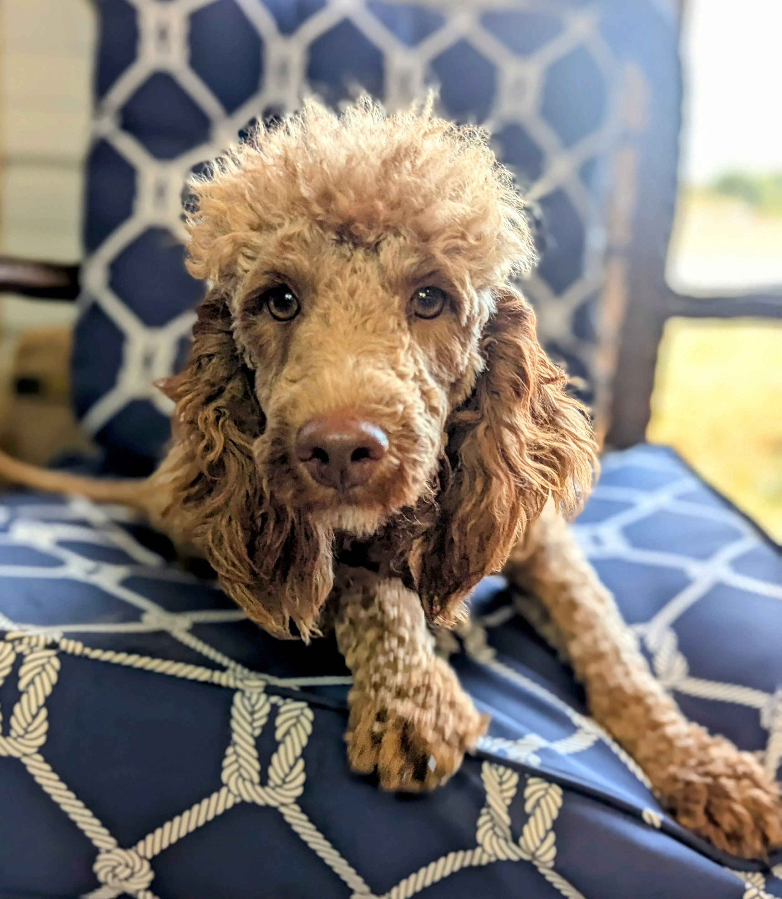 Cockapoo, Cavapoo, Mini Poodle Puppies for sale.