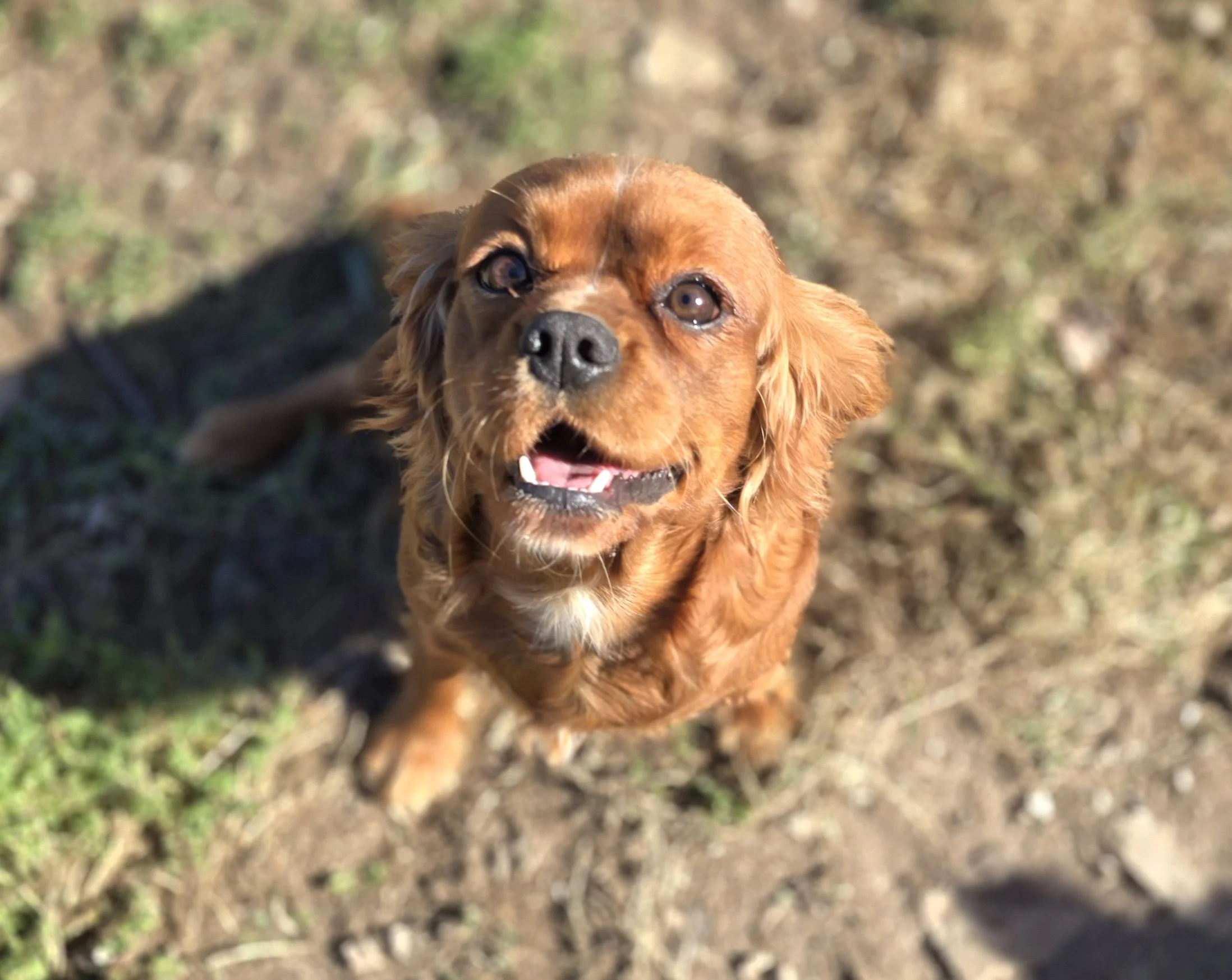 Cockapoo, Cavapoo, Mini Poodle Puppies for sale.