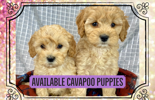 Cockapoo and Cavapoo puppies for sale!