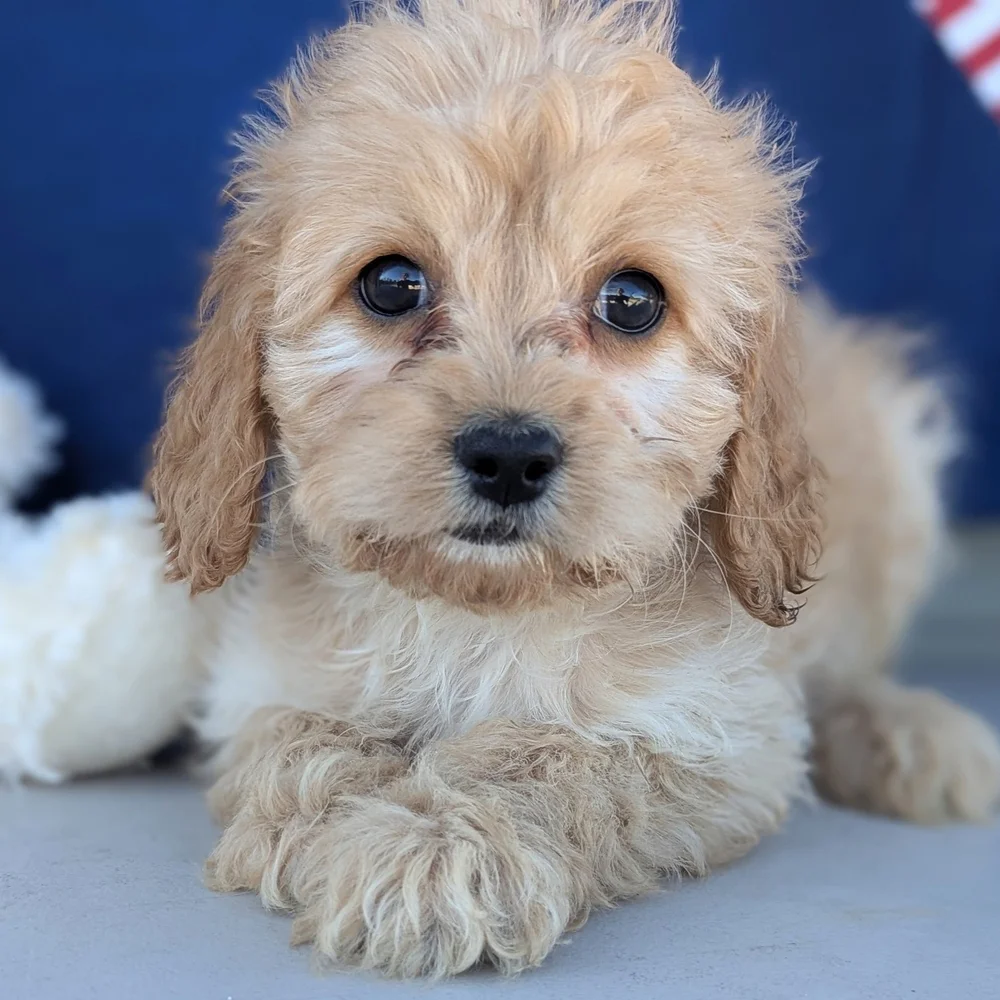 Cockapoo, Cavapoo, Mini Poodle Puppies for sale.
