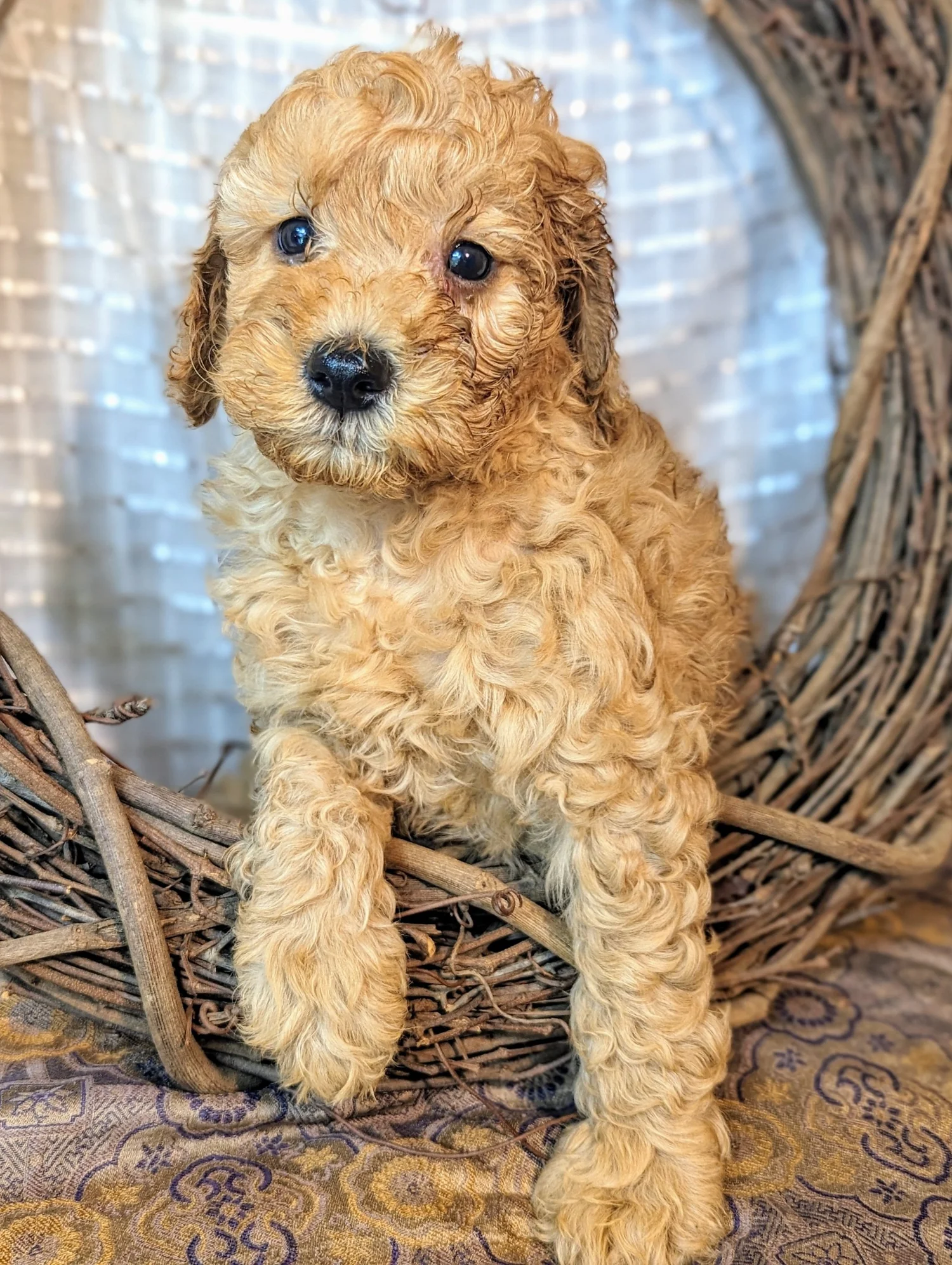 Cockapoo, Cavapoo, Mini Poodle Puppies for sale.
